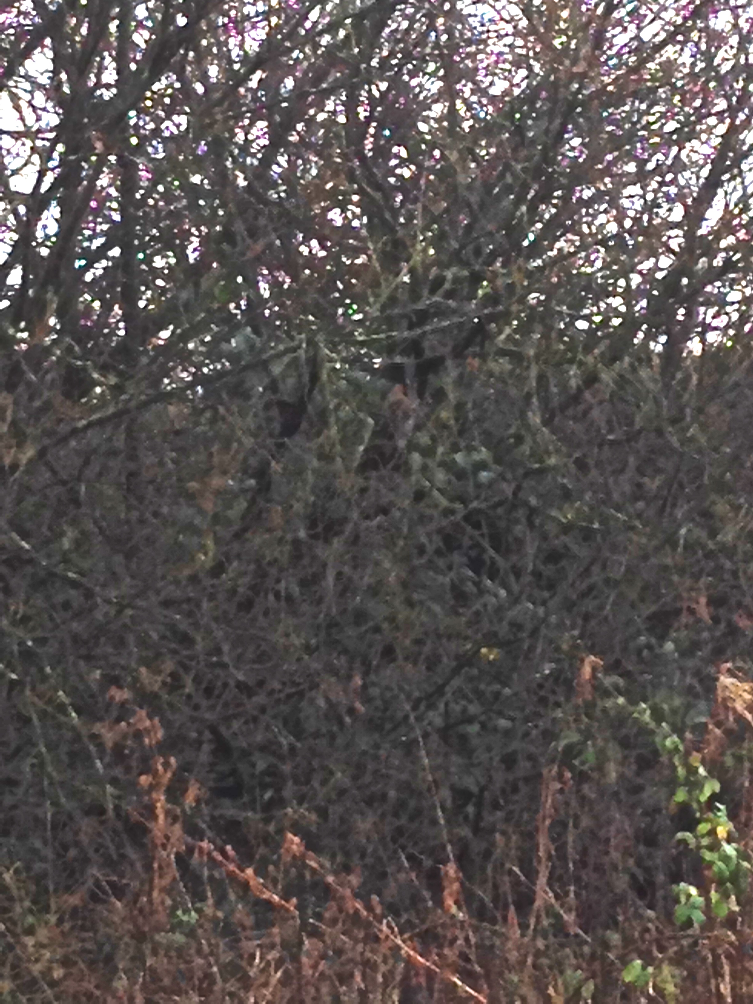 Long-eared Owl | Daft Mumblings