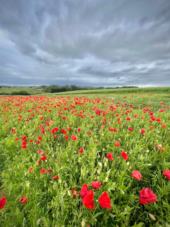 Daft Mumblings | A nature and rural blog