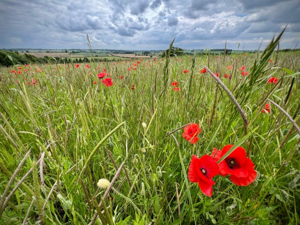 Daft Mumblings | A nature and rural blog